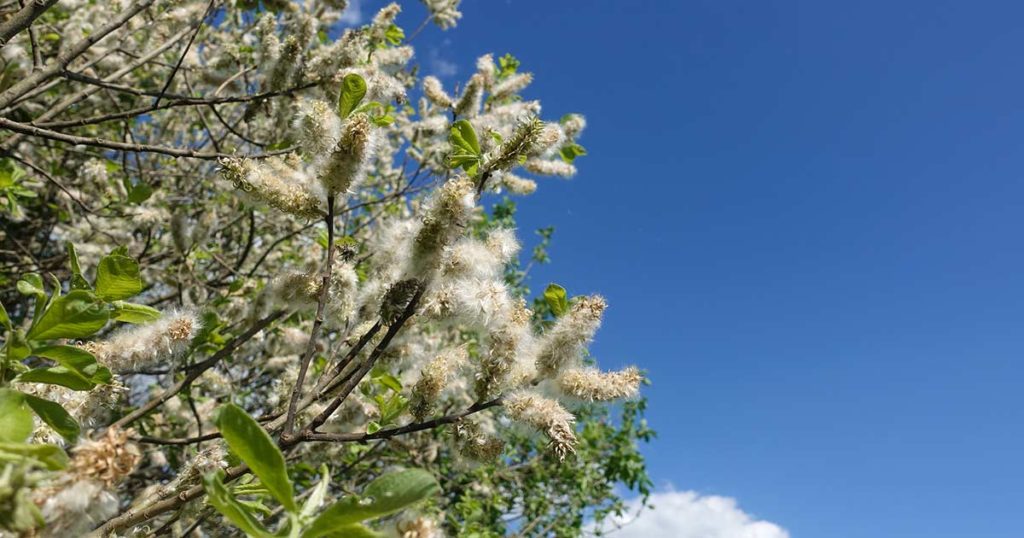 What is Tree Pollen Allergy? | Allergy & Asthma Network